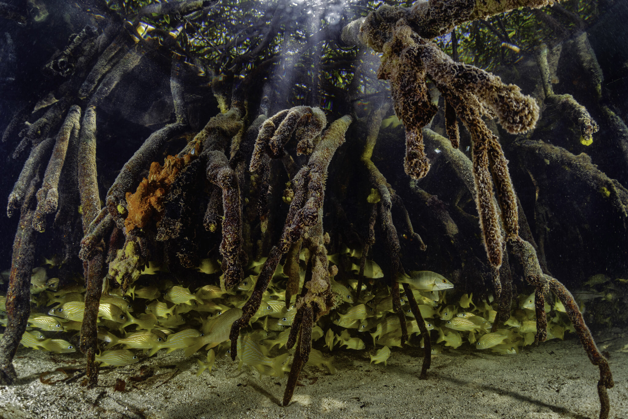 Mangrove Photography Awards 2026 - Wetlands International East Africa